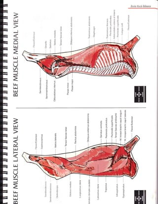 Ausmeat Handbook Australian Meat | PDF