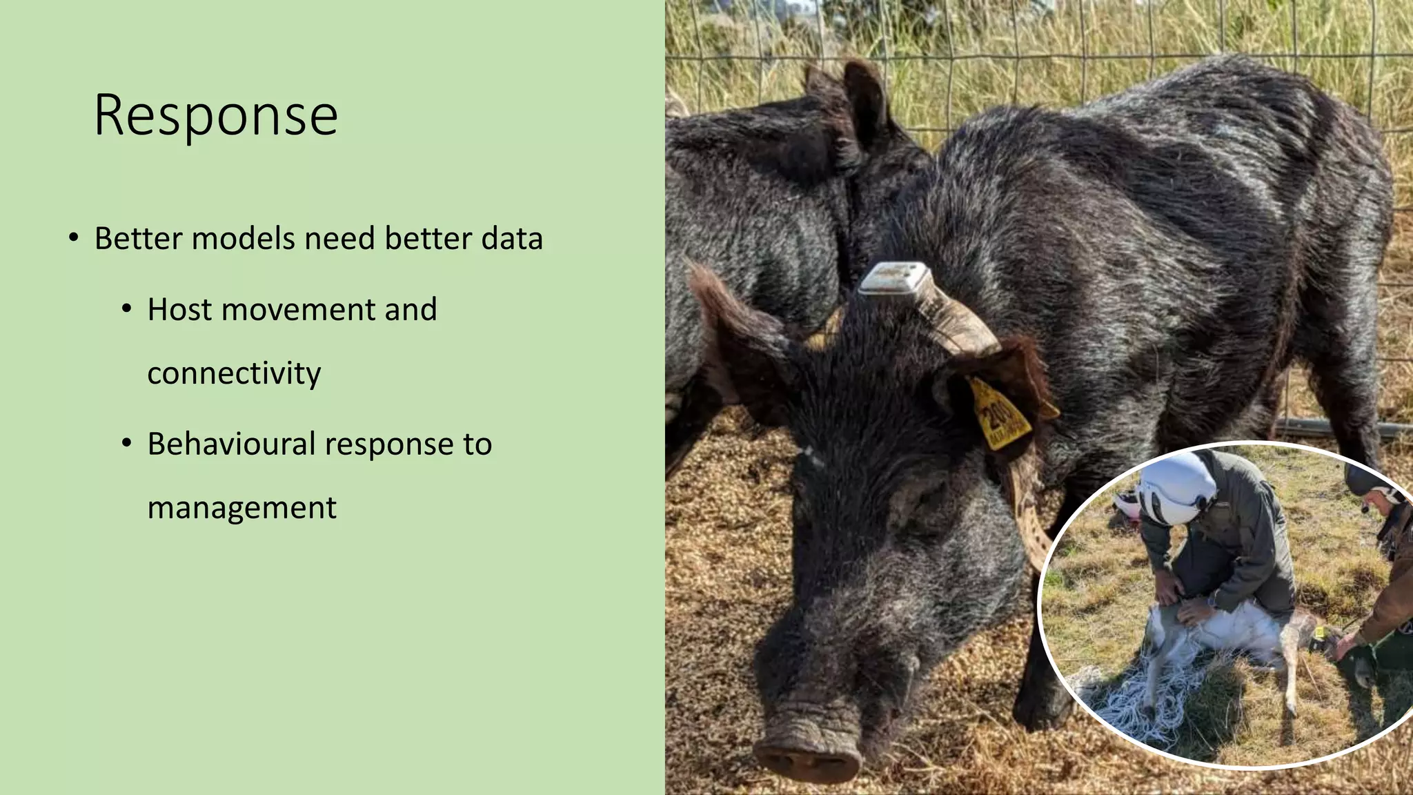 AUST Feral Pig Conference 2023 BENGSEN Disease surveillance in NSW ...