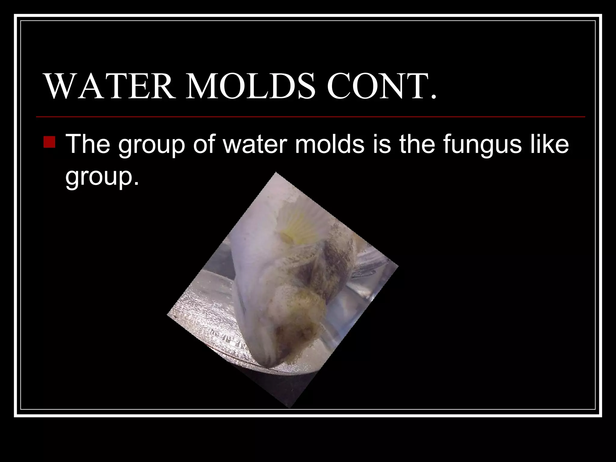 Austin's Water Mold Project | PPT