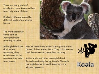 Austrailian animals presentation | PPTX