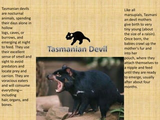 Austrailian animals presentation | PPTX