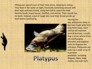 Austrailian animals presentation | PPTX