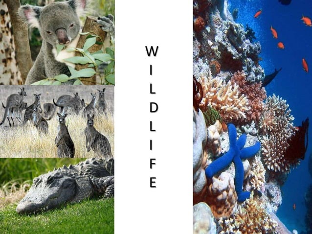 Australia | PPTX | Australia and Oceania Travel | Travel Locations