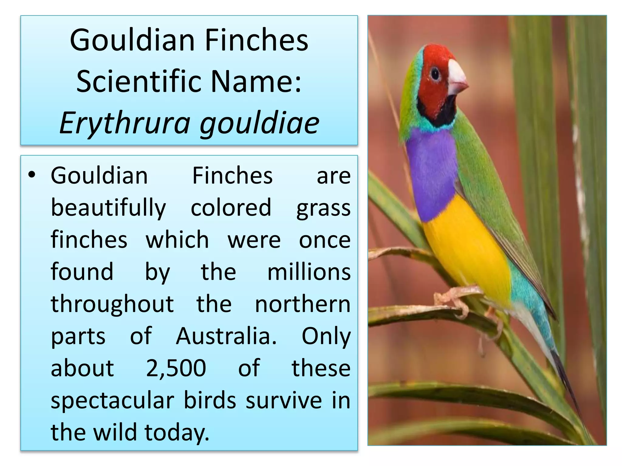 FLORA AND FAUNA IN Australia | PPTX