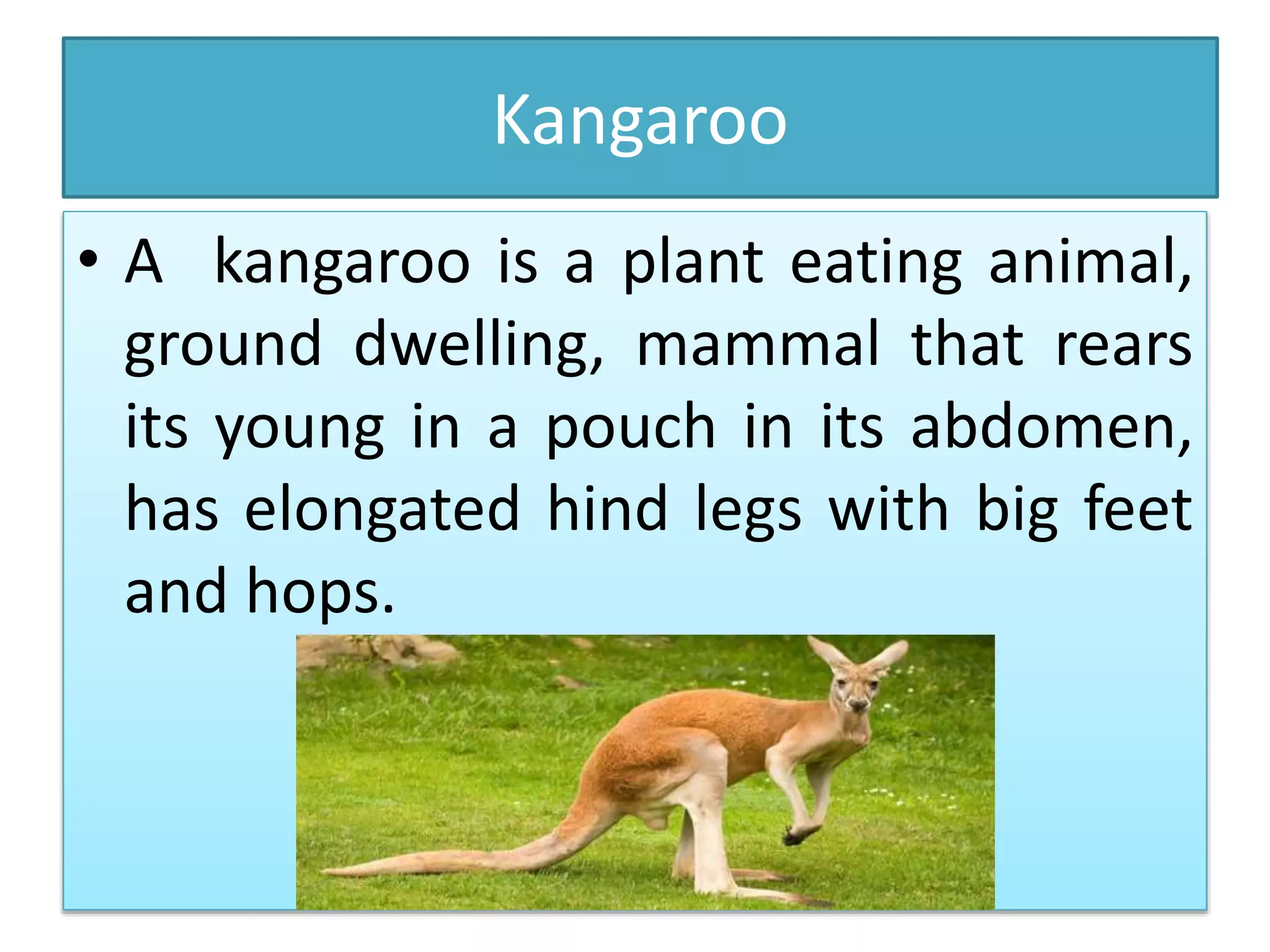 FLORA AND FAUNA IN Australia | PPTX