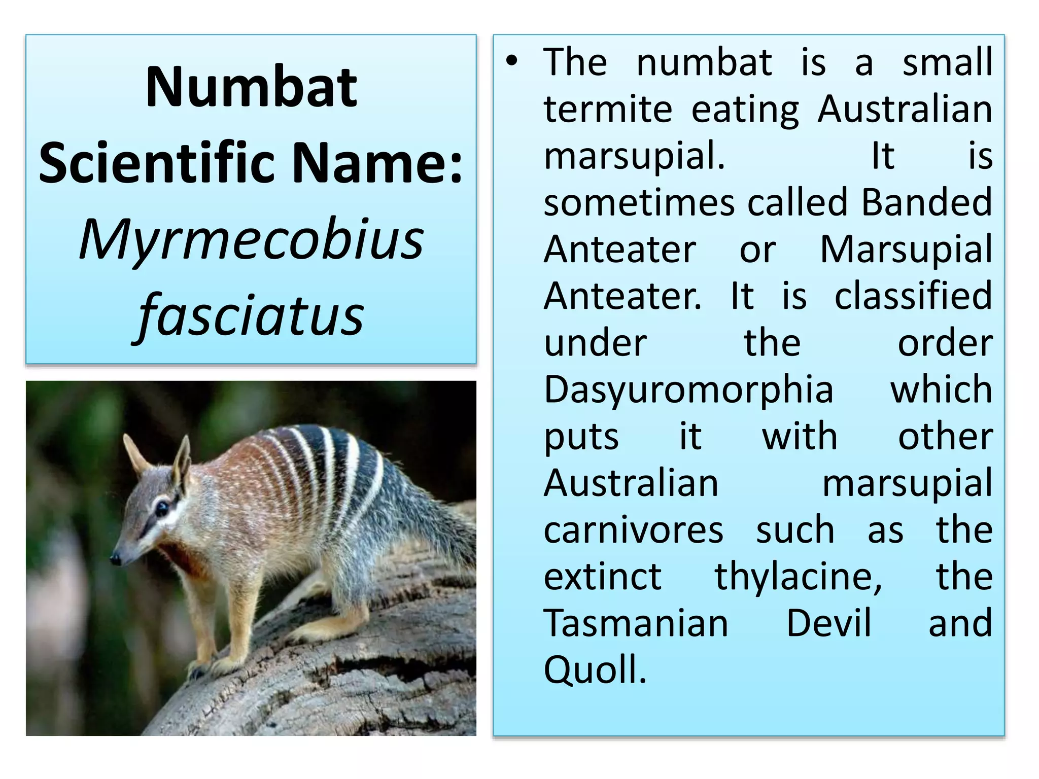 FLORA AND FAUNA IN Australia | PPTX