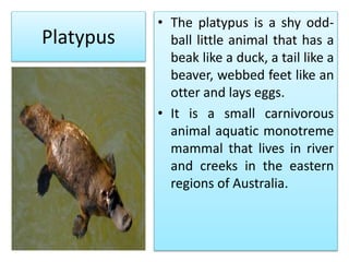 FLORA AND FAUNA IN Australia | PPTX