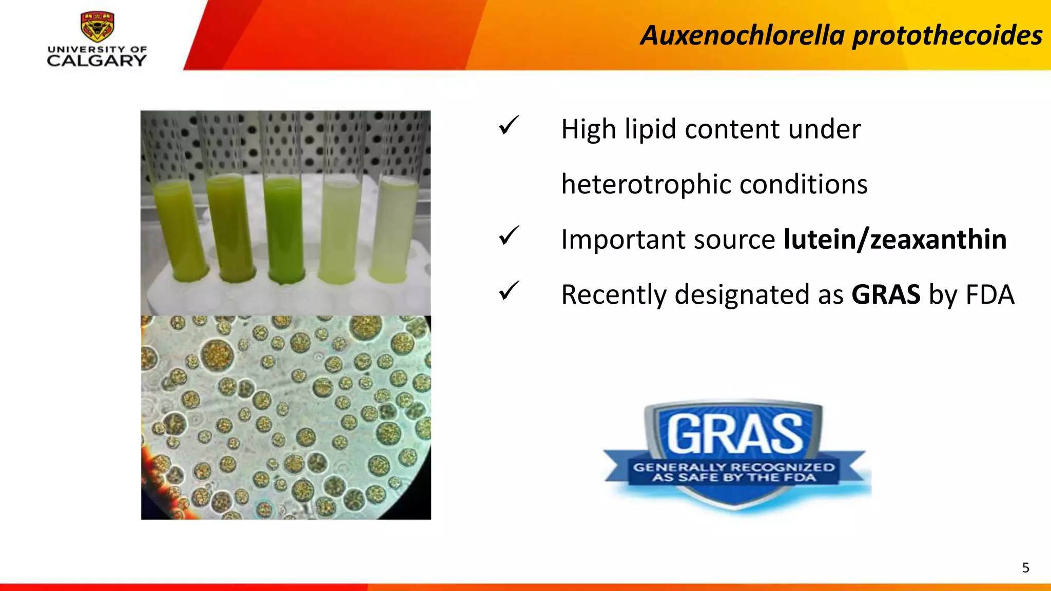Auxenochlorella Protothecoides as a source of lipids and antioxidants | PPT