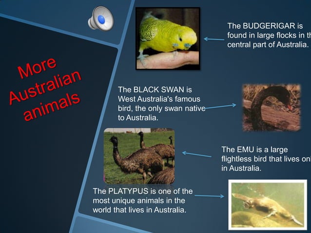 Australia project | PPTX