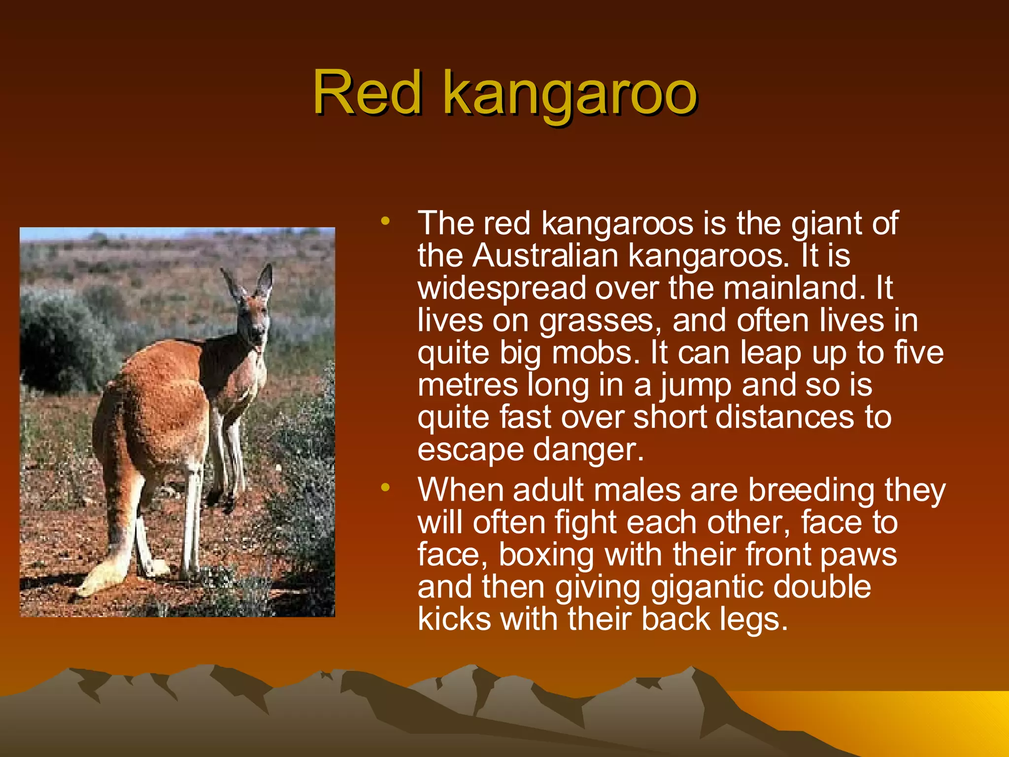 Australian Animals | PPT