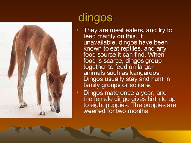 Australian Animals | PPT