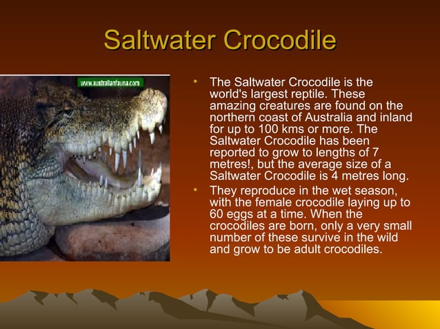 Australian Animals | PPT