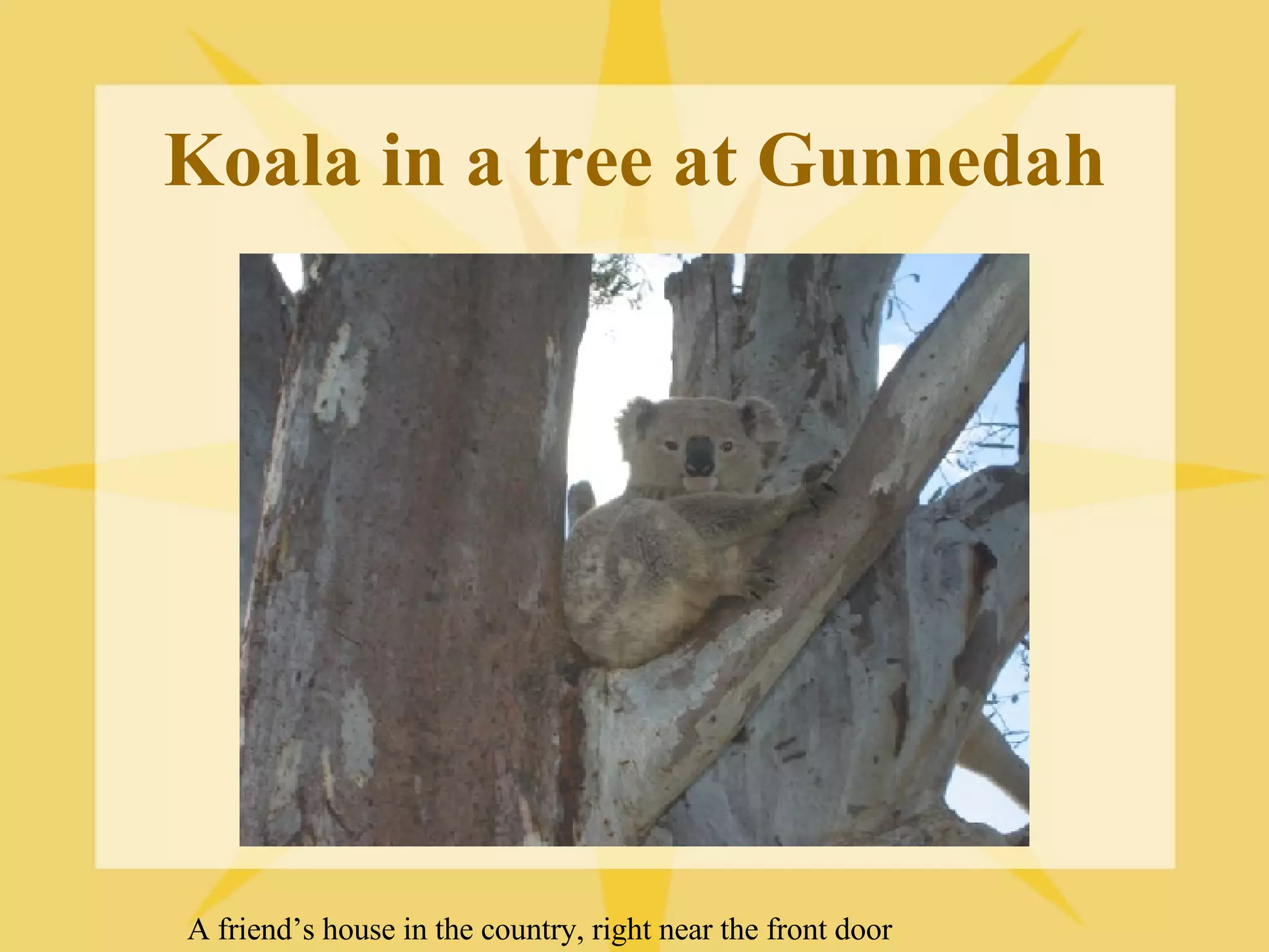 Australian Bush Garden | PPT