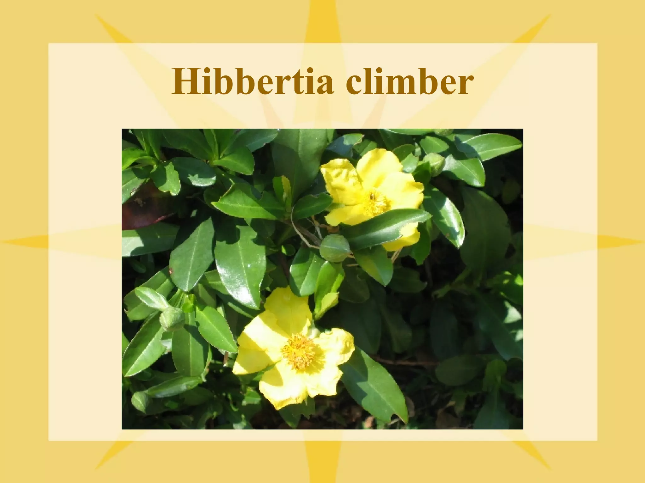 Australian Bush Garden | PPT