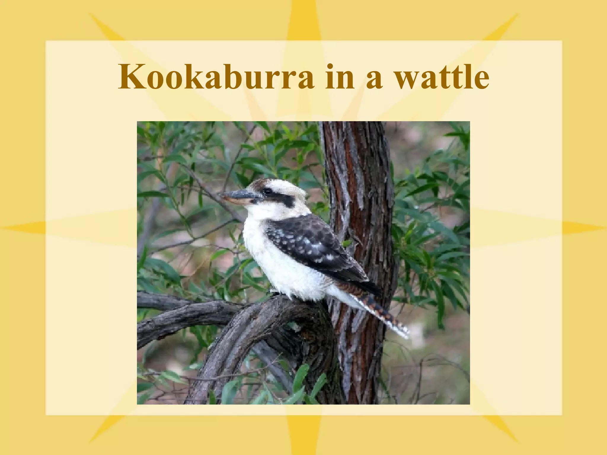 Australian Bush Garden | PPT