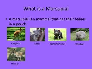 Australian animal project | PPT