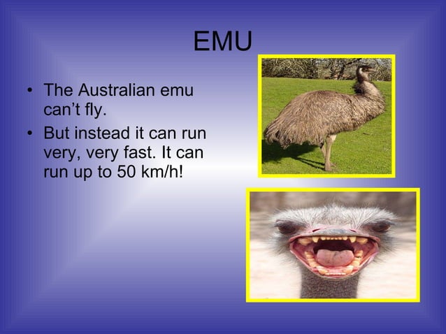Australian Animals | PPT