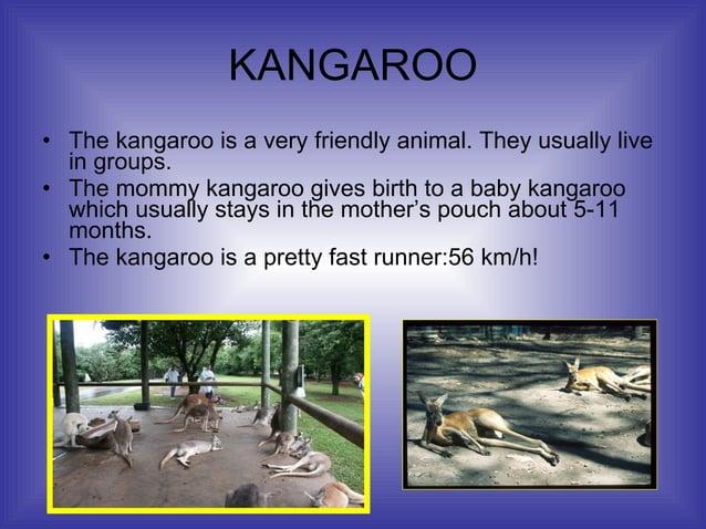 Australian Animals | PPT