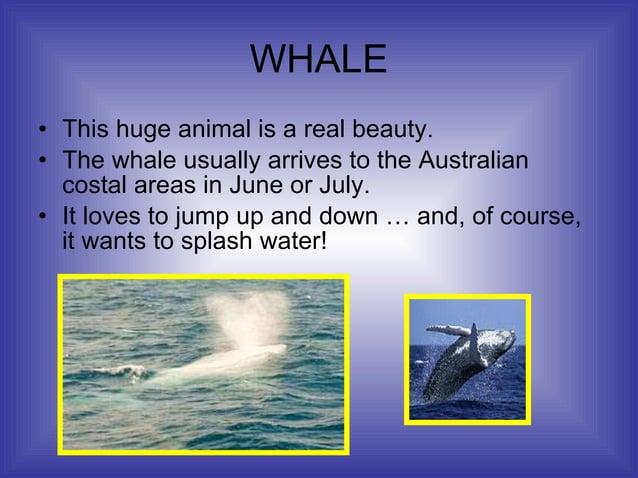 Australian Animals | PPT