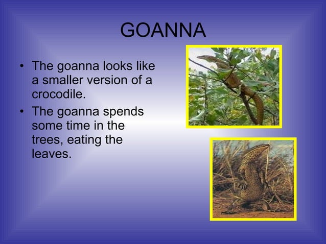 Australian Animals | PPT