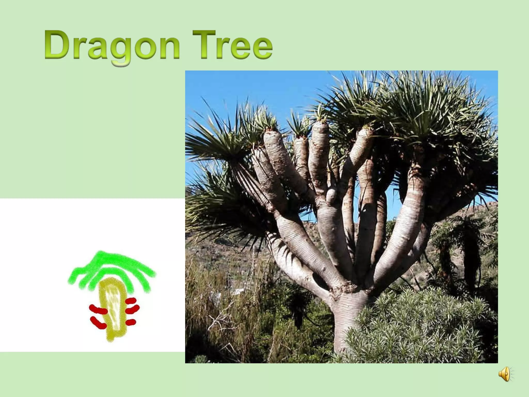 Australian animals by Micah | PPT