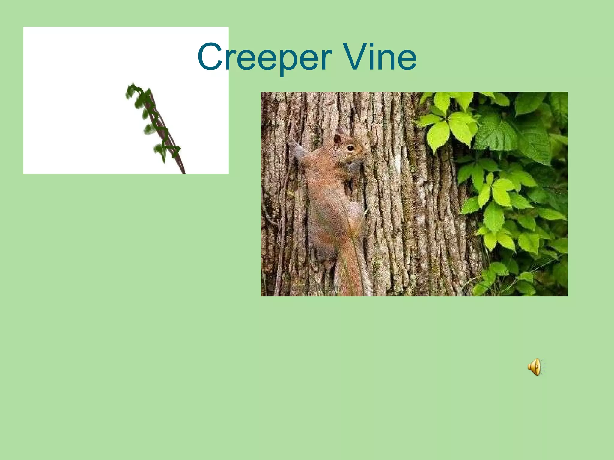 Australian animals by Micah | PPT