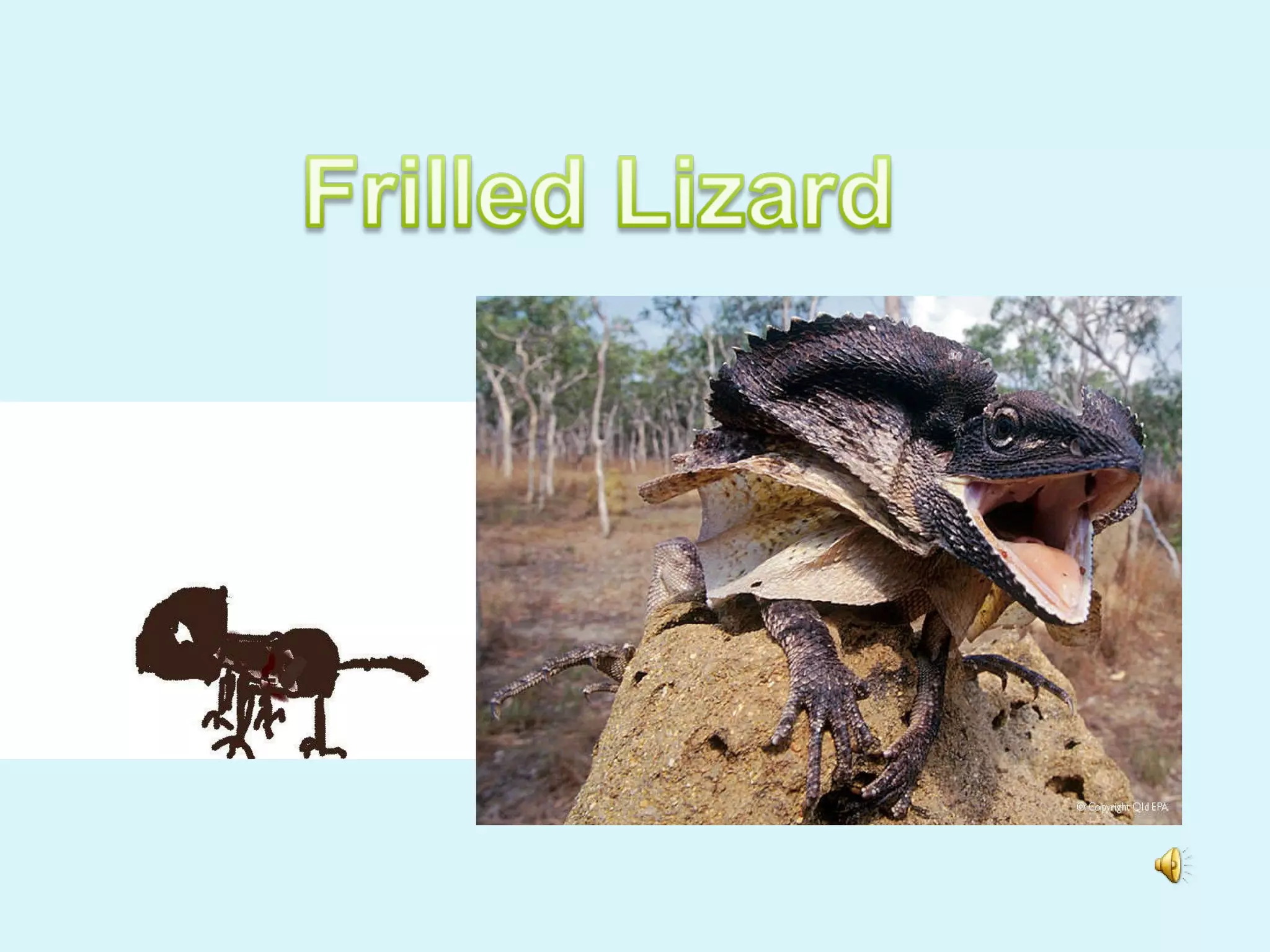 Australian animals by Micah | PPT