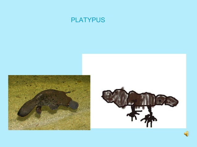 Australian animals by Micah | PPT