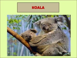 Australian animals | PPT
