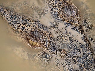 Australian animals | PPTX