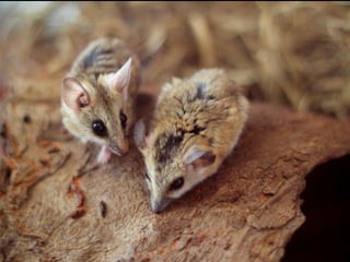 Australian animals | PPTX