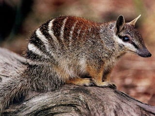 Australian animals | PPTX