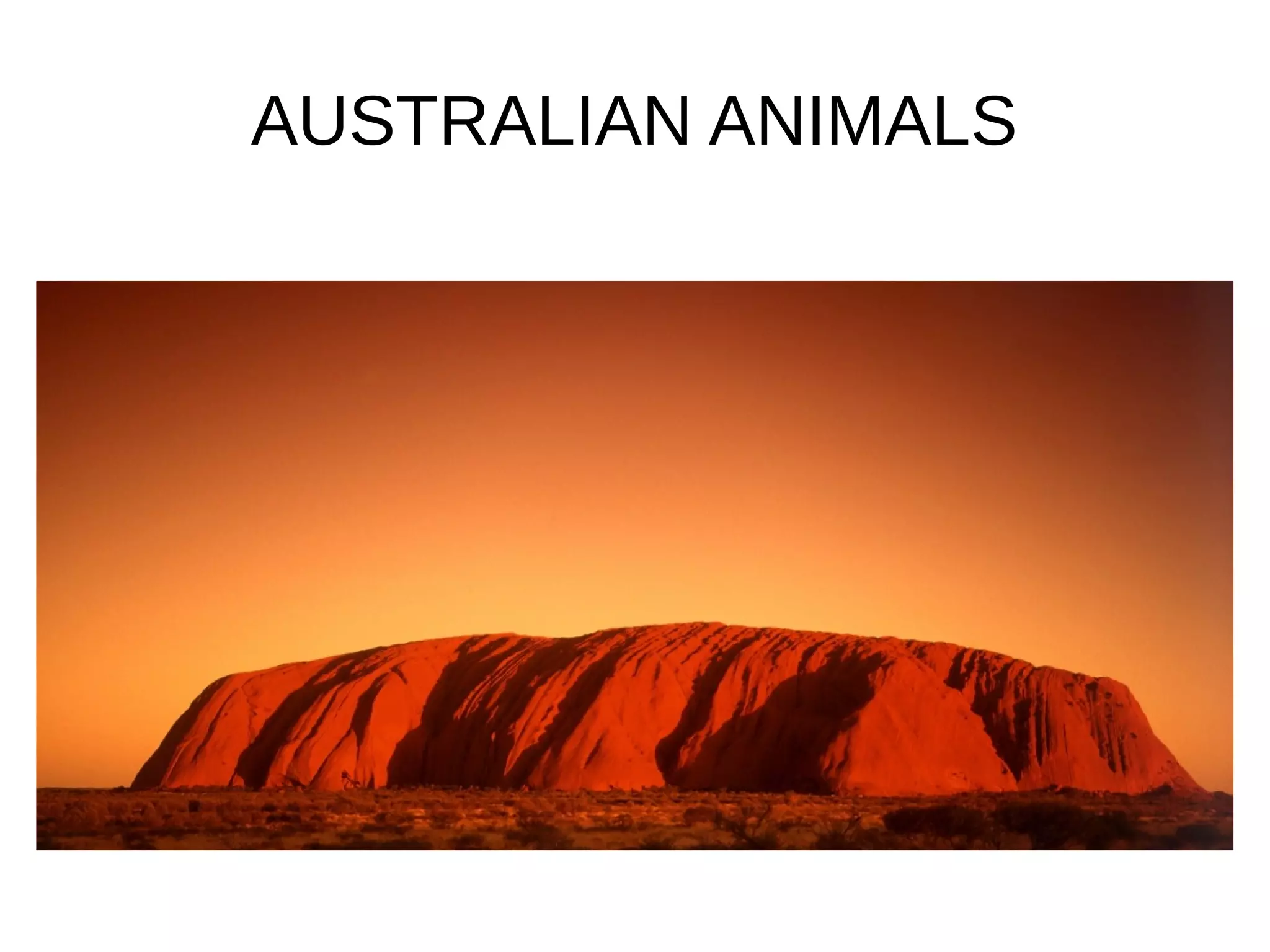 Australian animals | PPT