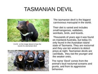 Australian animals | ODP