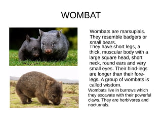 Australian animals | ODP