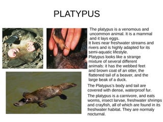 Australian animals | ODP