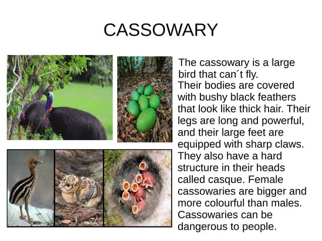 Australian animals | PPT