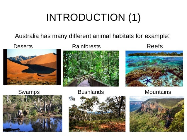 Australian animals
