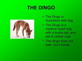 Australian animals | PPT