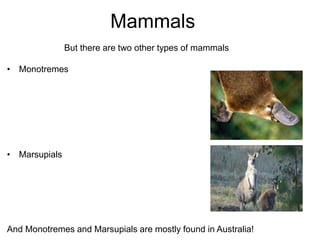 Australian animalsluimi | PPT