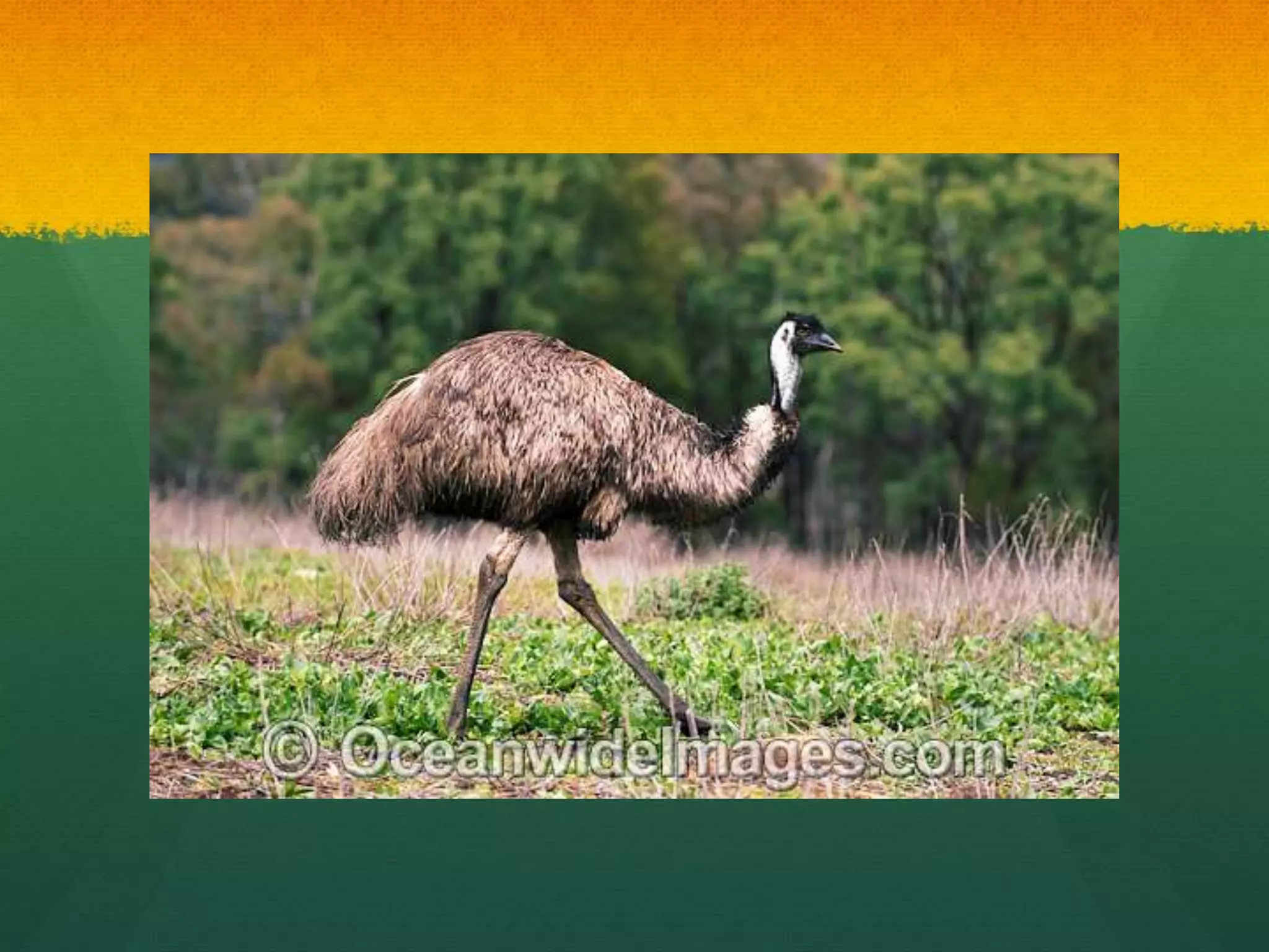 Australian animals powerpoint | PPTX