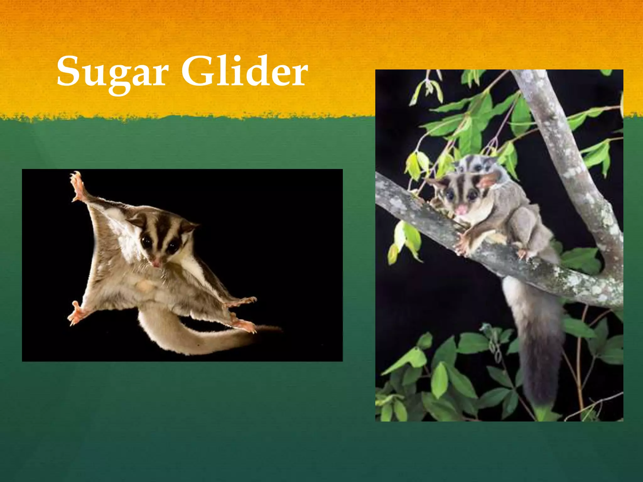 Australian animals powerpoint | PPTX