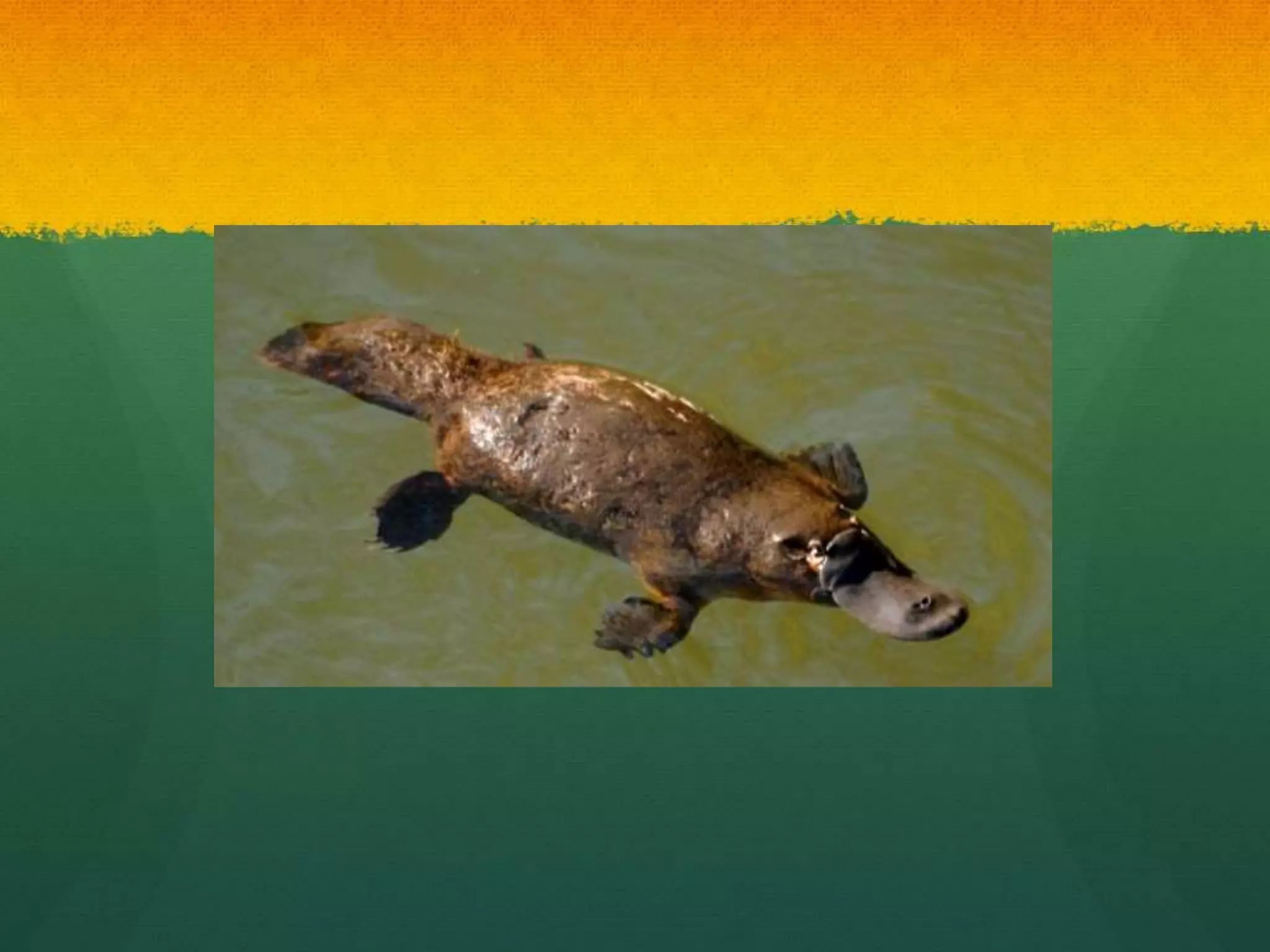 Australian animals powerpoint | PPTX