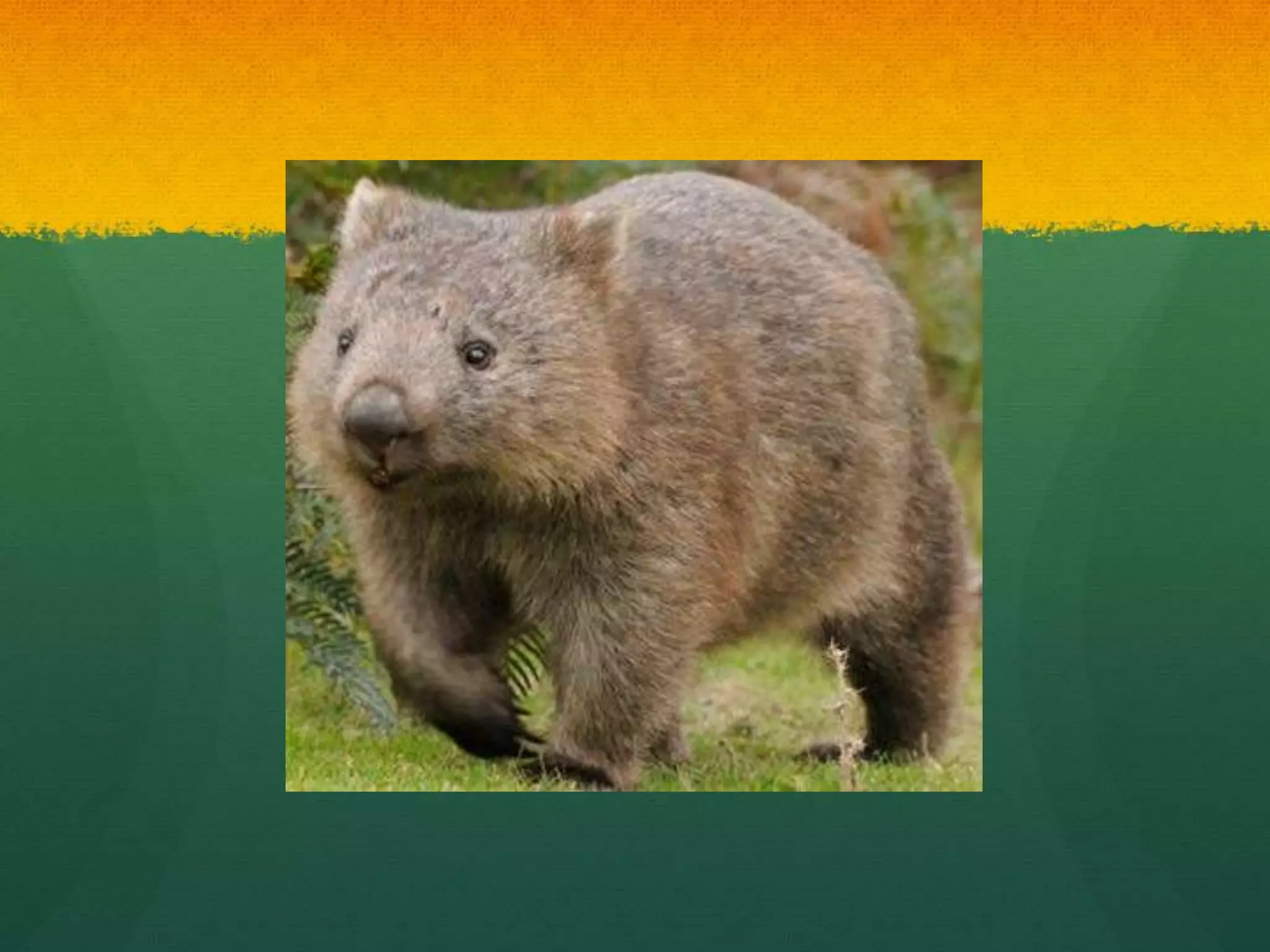 Australian animals powerpoint | PPTX