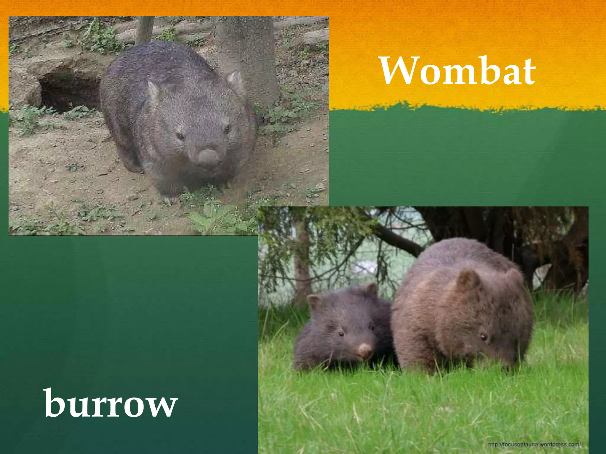 Australian animals powerpoint | PPTX