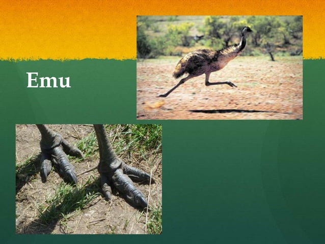 Australian animals powerpoint | PPTX