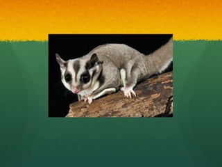 Australian animals powerpoint | PPT