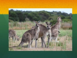 Australian animals powerpoint | PPTX