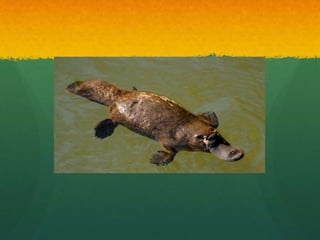 Australian animals powerpoint | PPTX