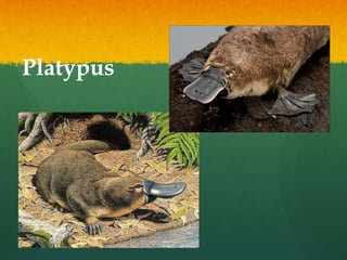 Australian animals powerpoint | PPTX